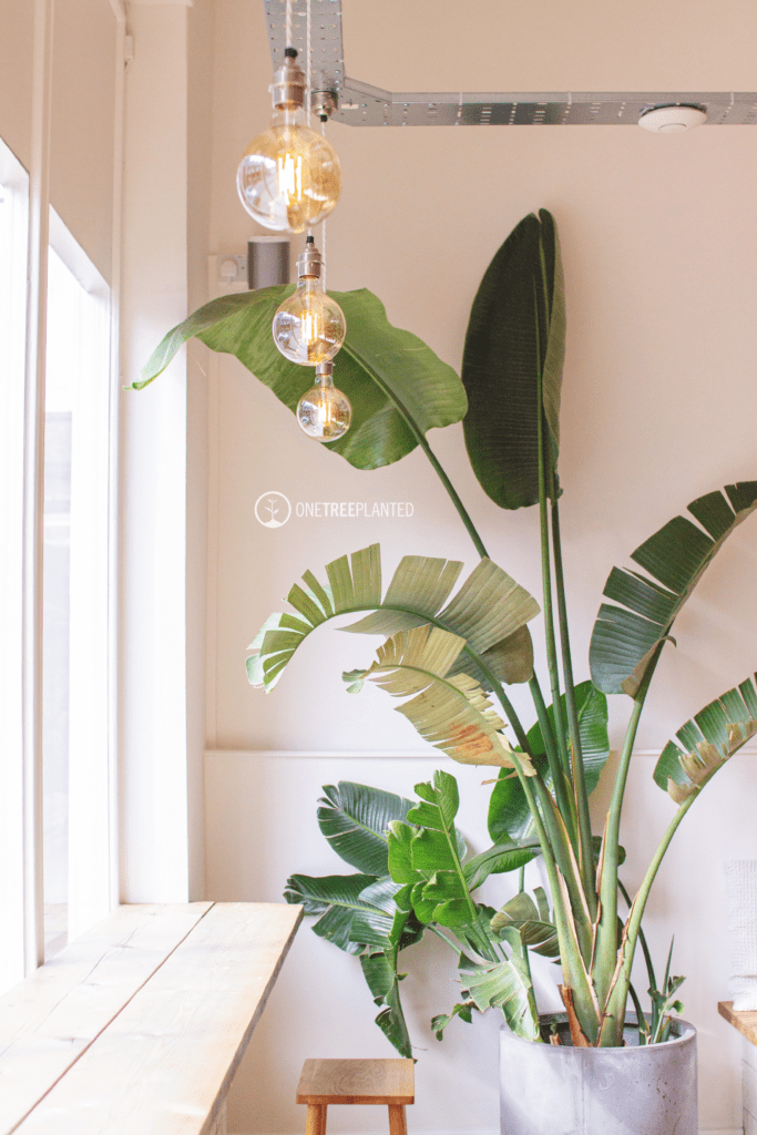 Planting 948 trees with One Tree Planted - Jaunty Goat